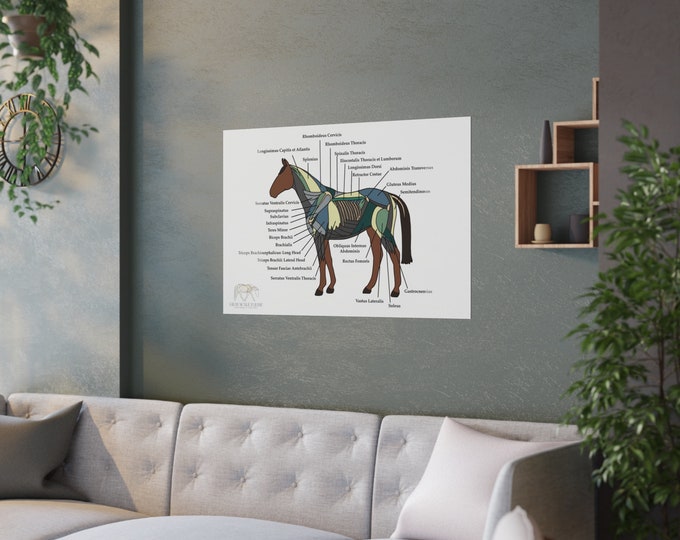 Equine Anatomy - Etsy Canada