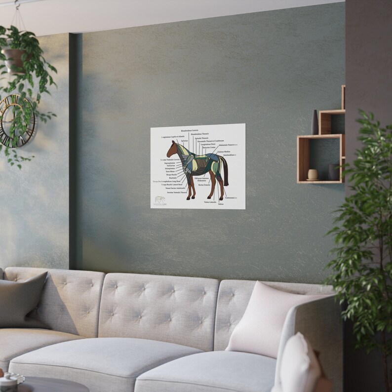 Equine Anatomy Satin Poster - Middle Muscle Layer - Etsy