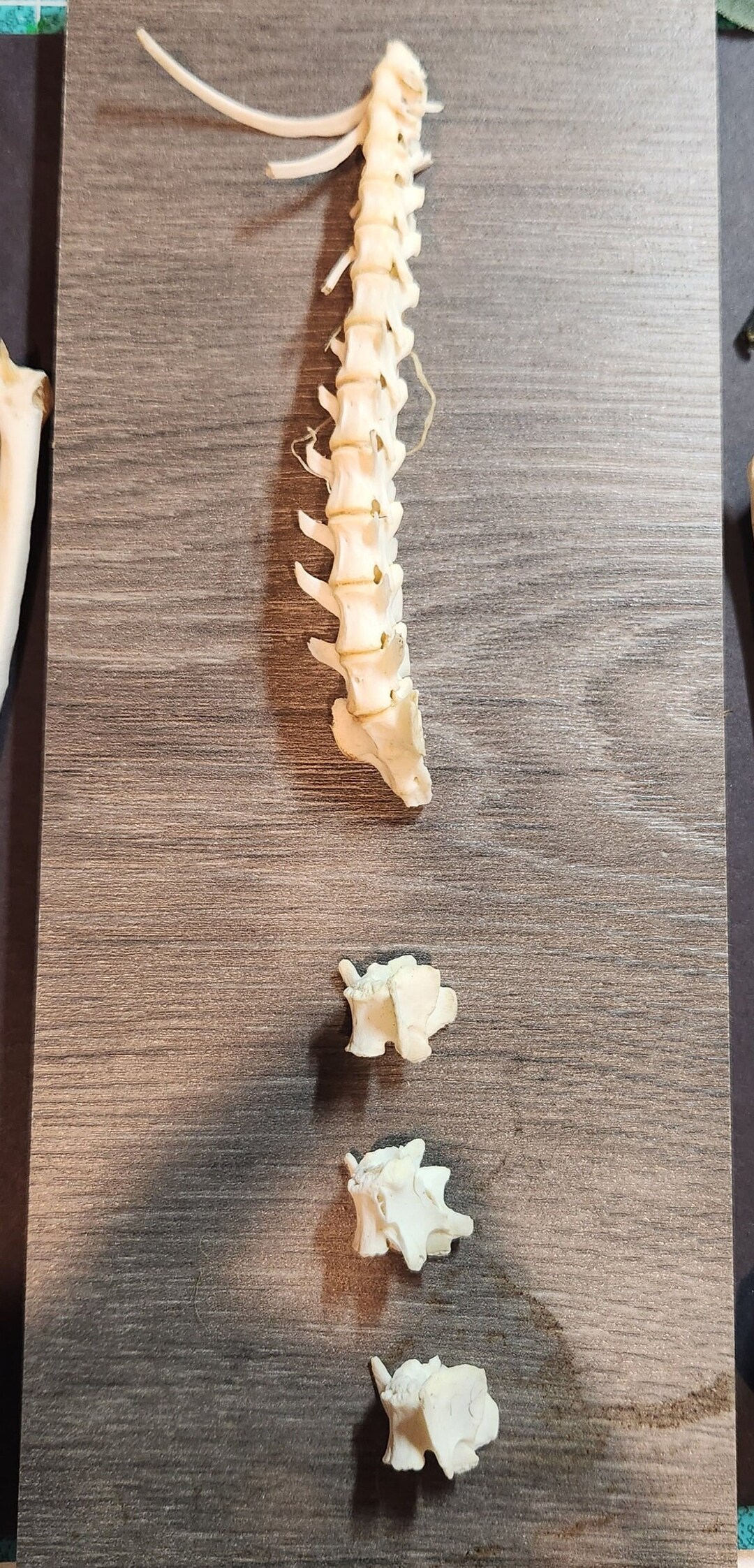 Rodent Spinal Cord on Flat Laminate Panel. 10x5x0.5" - Etsy