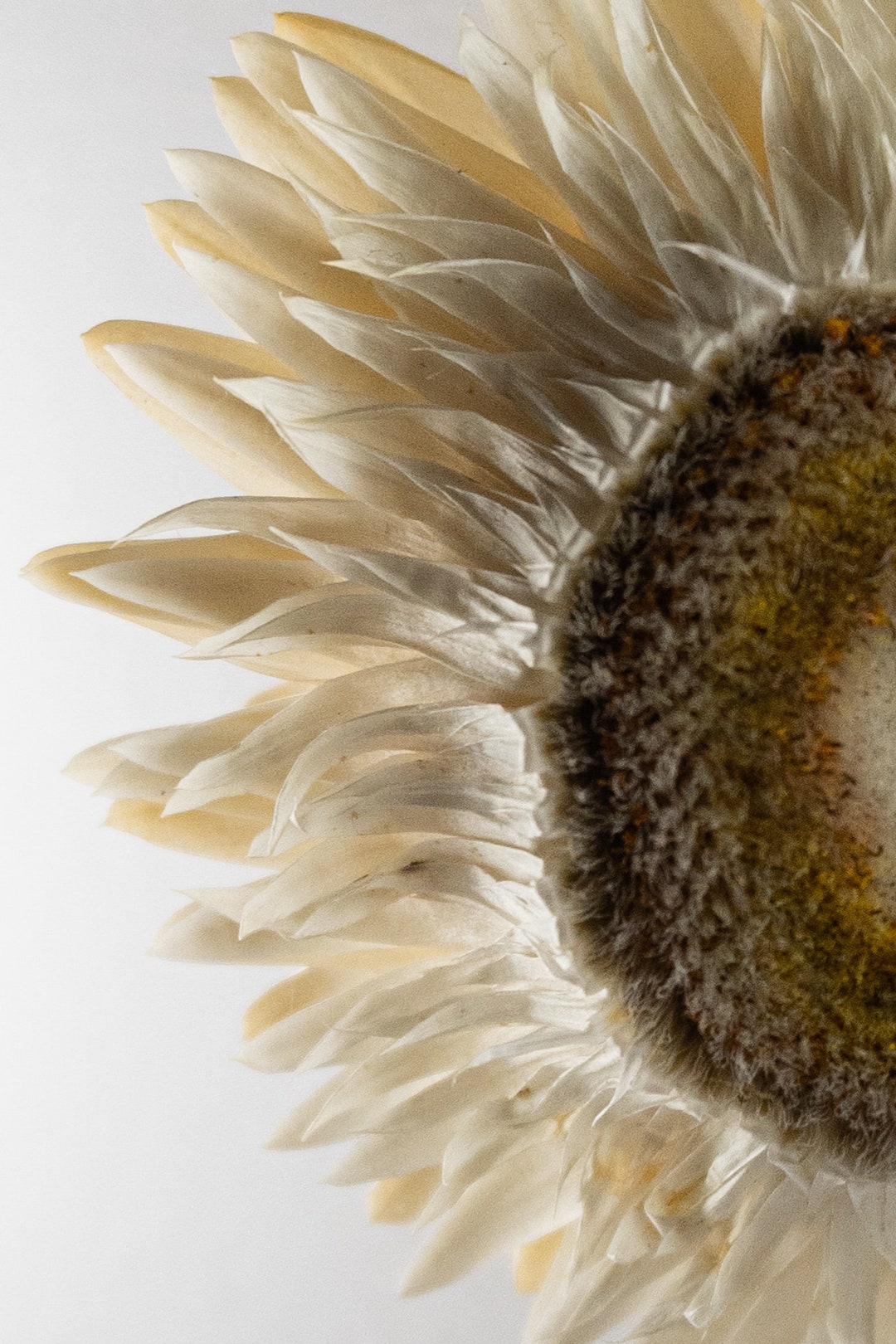 Fine Art Flower Photography Print Detailed Dried Flower - Etsy