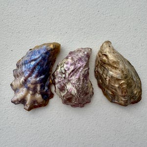 Oysters Shells & Clams for Beach Wedding - White, Peach and Clam ...