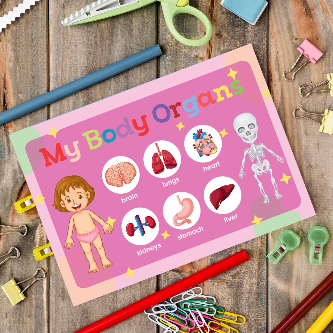 My Body Organs Human Organs Flashcards and Body Facts - Etsy UK