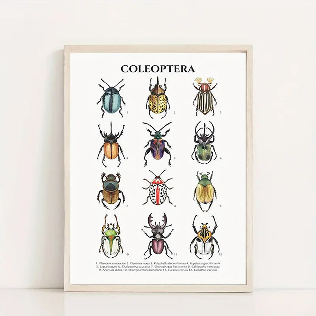 Coleoptera Beetles Poster Beetles Wall Art Decor Insects - Etsy