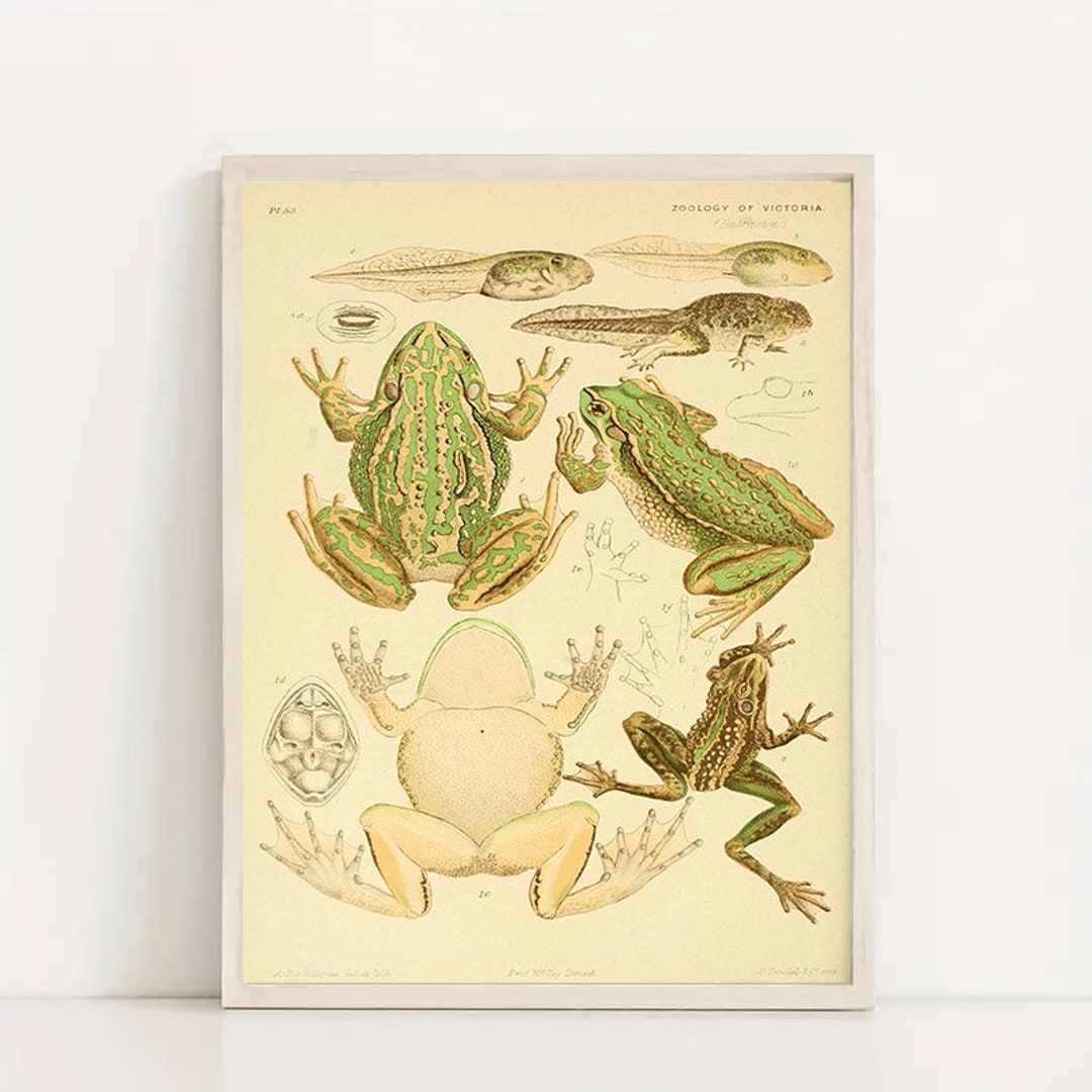 Frog Educational Poster, Frogs Evolve Poster, Safari Nursery Decor ...