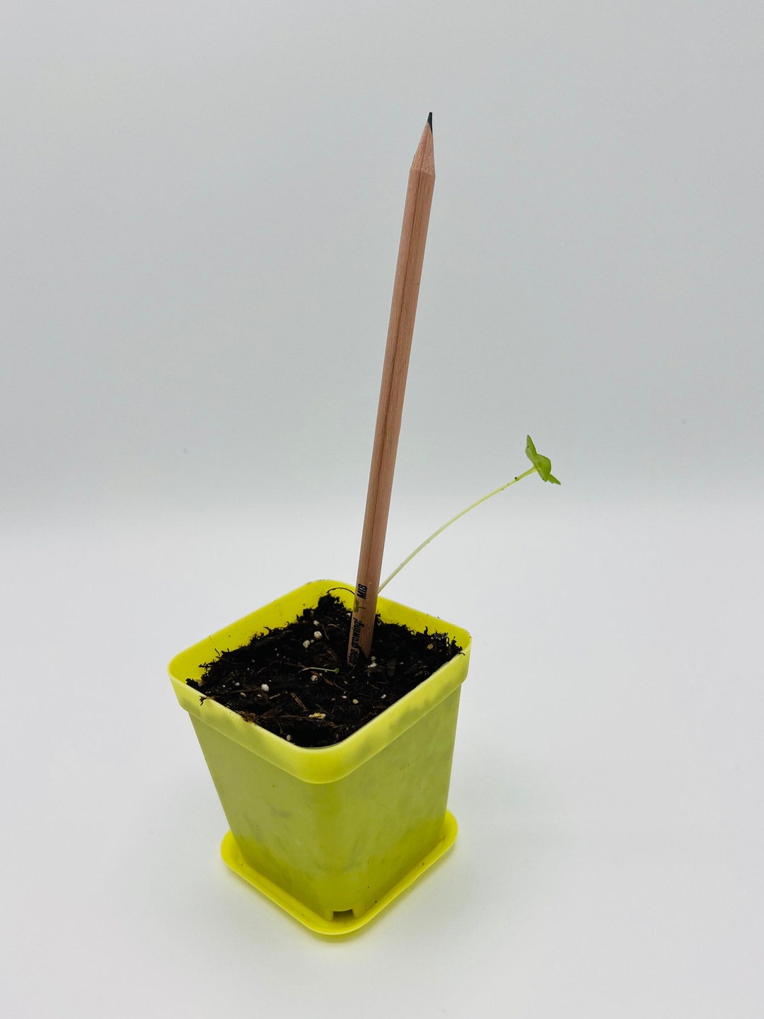 Plantable Seed Pencil / Growing Pencil / Gift Set With Pot and Soil ...