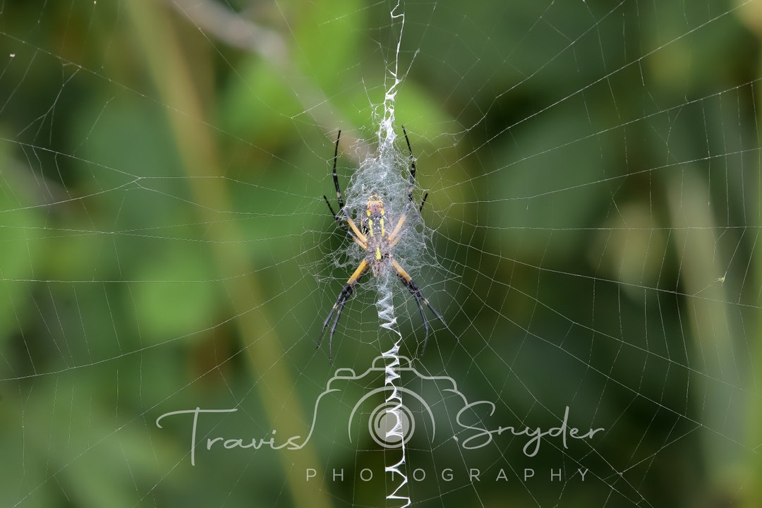 Spider Building a Web / Digital Download Printable Image - Etsy