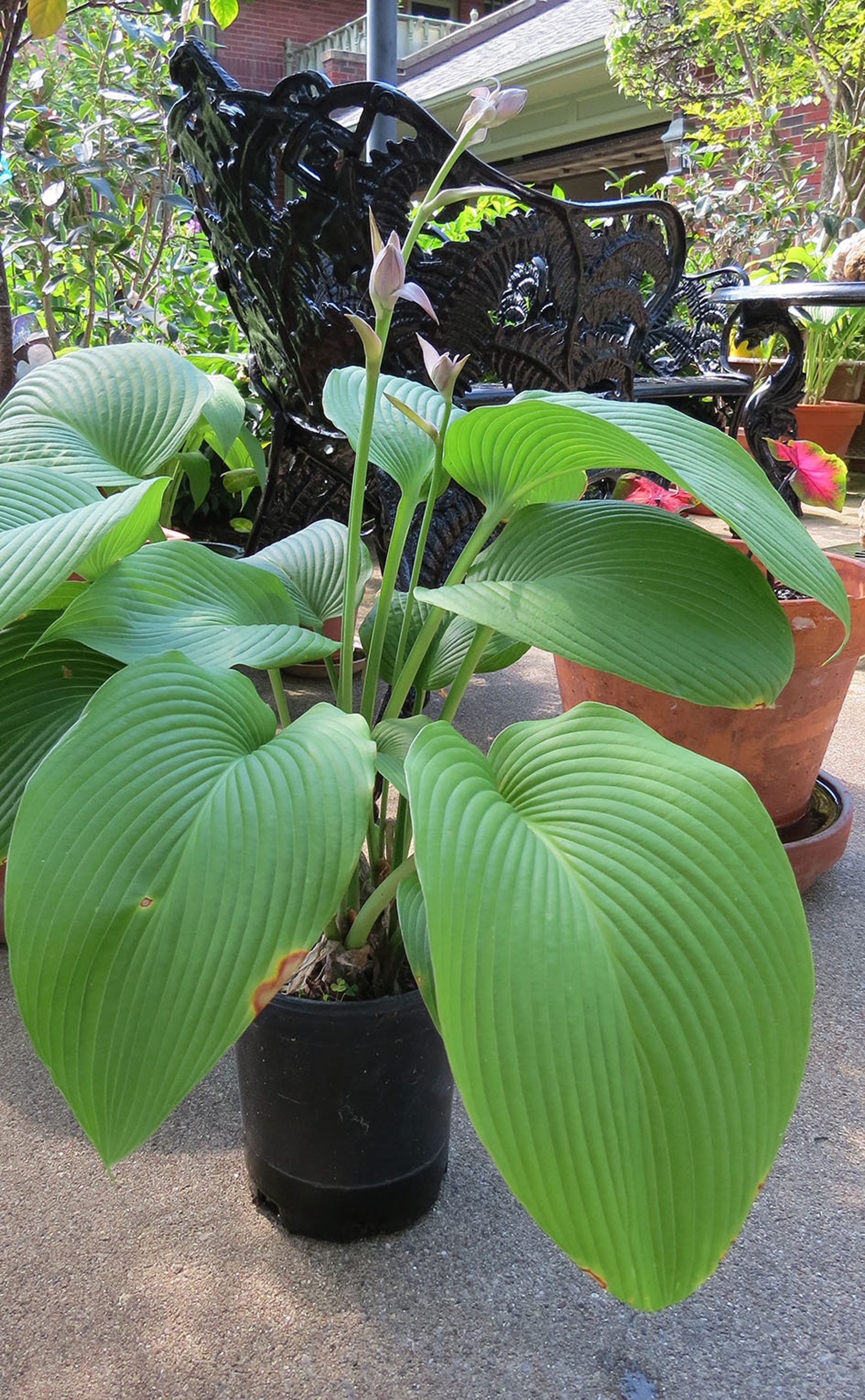 Rare BEHEMOTH Hosta Plant Extra Large Leaves Bright Green Leaves - Etsy