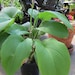 Rare BEHEMOTH Hosta Plant Extra Large Leaves Bright Green Leaves - Etsy