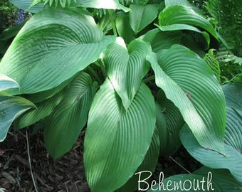 Rare BEHEMOTH Hosta Plant Extra Large Leaves Bright Green Leaves - Etsy