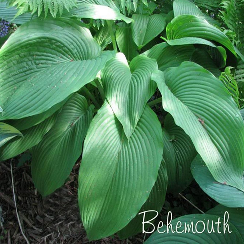 Hosta Plants - Etsy