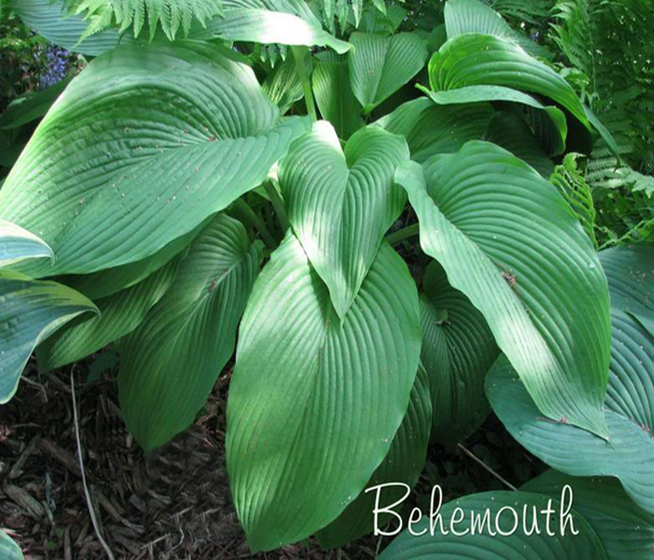 Rare BEHEMOTH Hosta Plant Extra Large Leaves Bright Green Leaves - Etsy