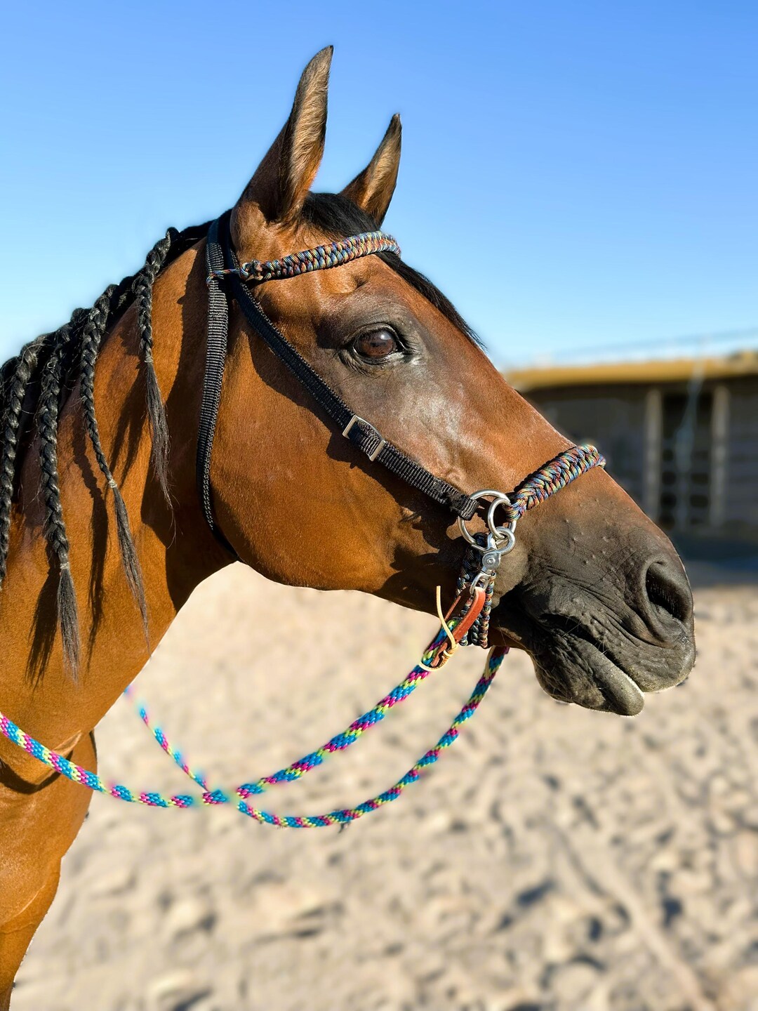 Sidepull Bitless Noseband Make Any Bridle Bit-less With This Black Rainbow, Paracord Noseband - Etsy