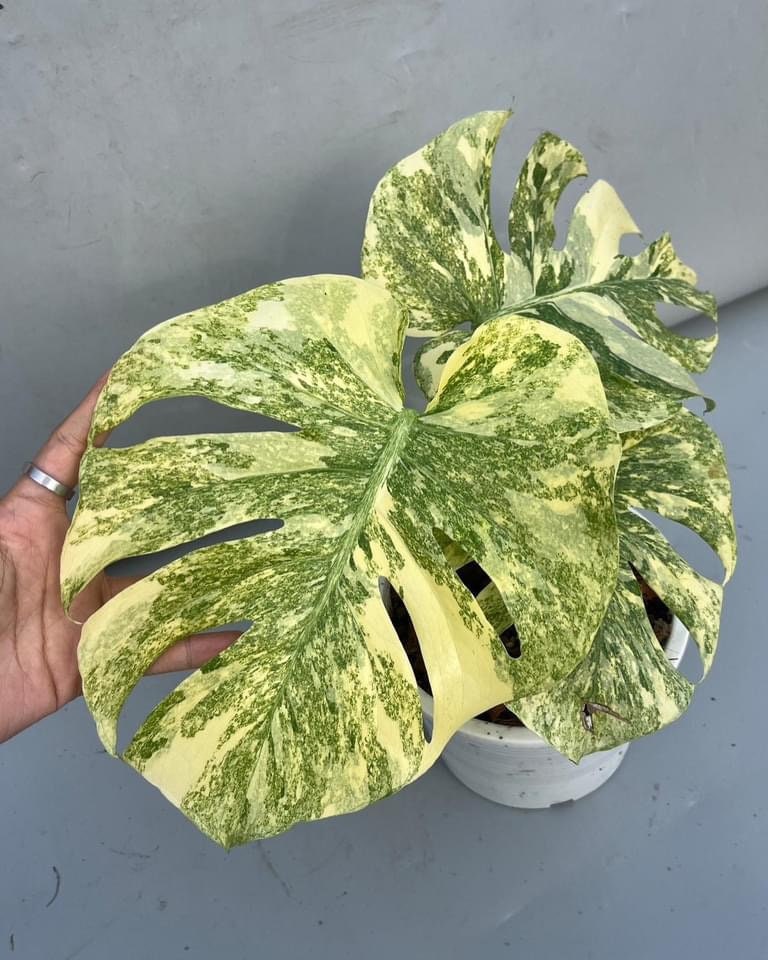Monstera Deliciosa Legacy Variegated Planting Rooted Nodes - Etsy Australia
