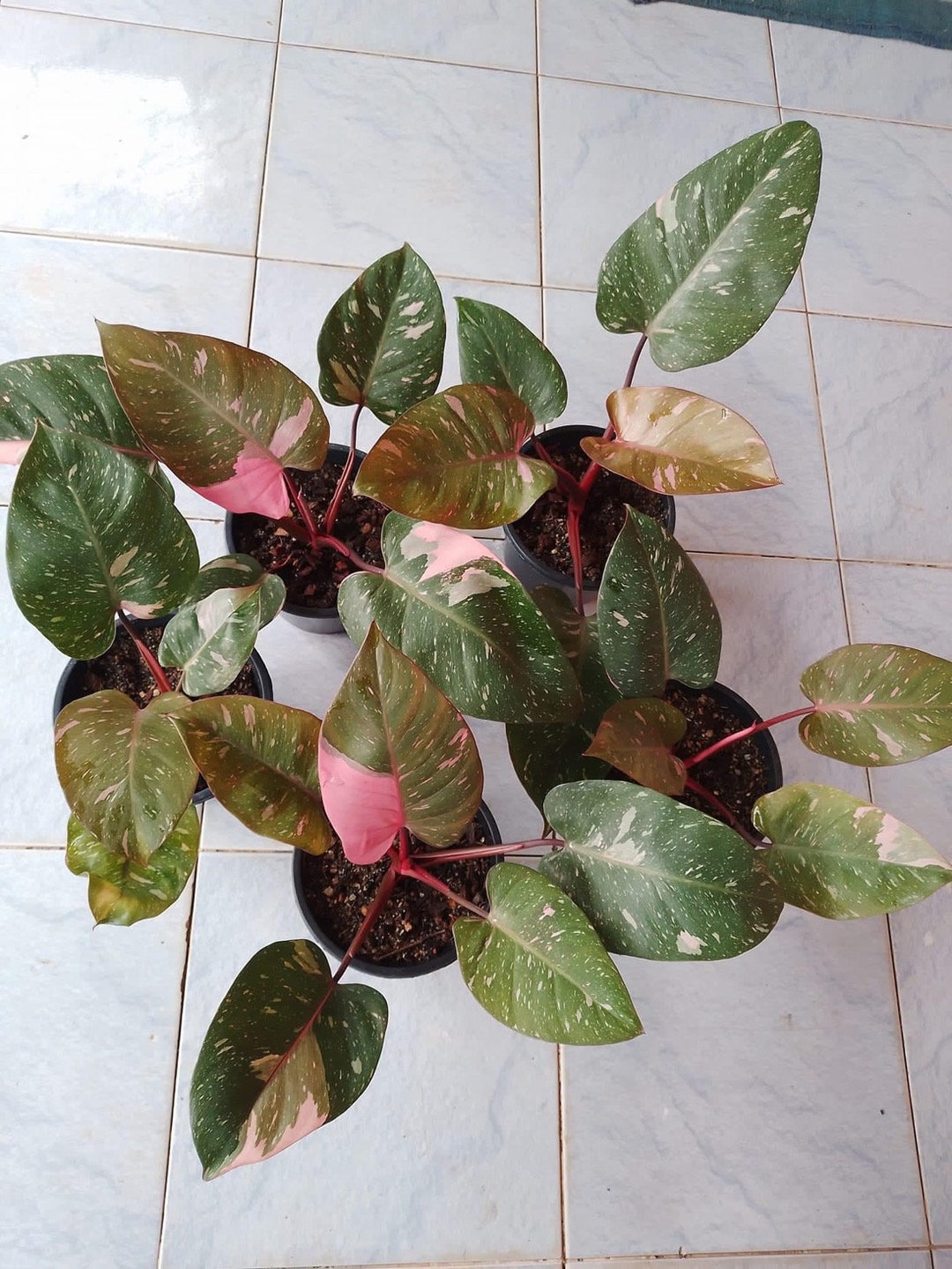 Philodendron Pink Princess Flash Variegated Planting Nodes - Etsy UK