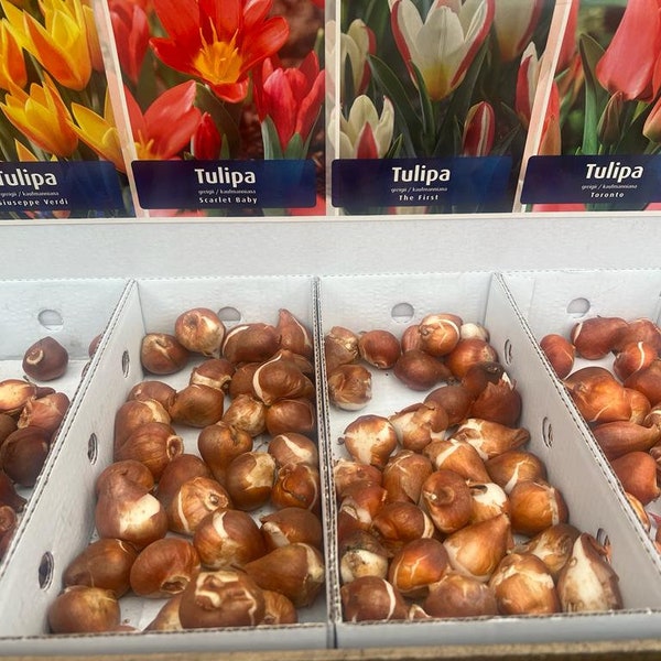 Tulip Bulbs - Etsy