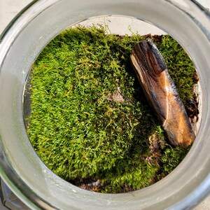 Beautiful Moss Jar With Petrified Wood. Self Sustaining Terrarium. - Etsy