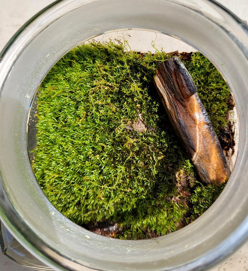 Beautiful Moss Jar With Petrified Wood. Self Sustaining Terrarium. - Etsy