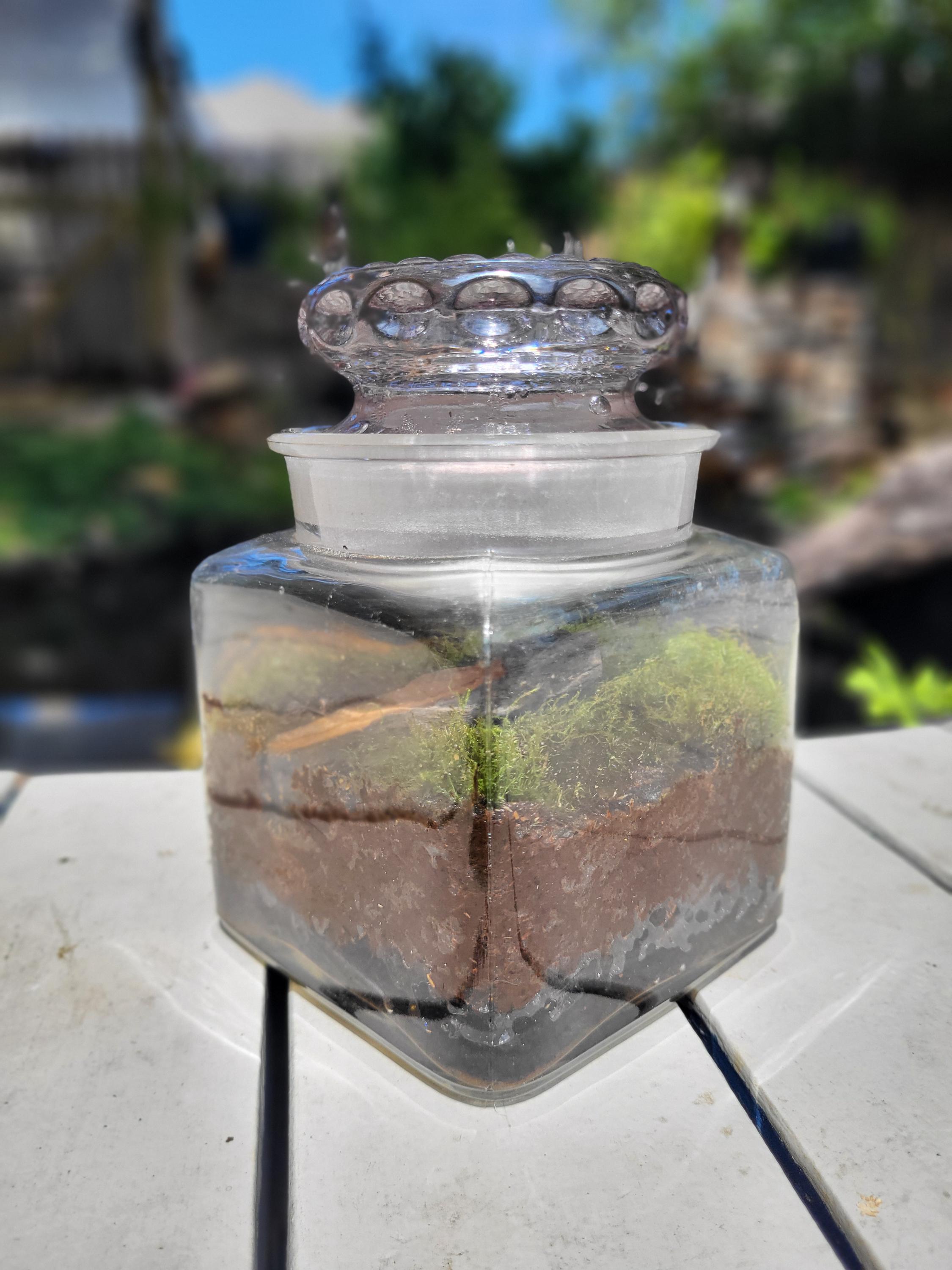 Beautiful Moss Jar With Petrified Wood. Self Sustaining Terrarium. - Etsy