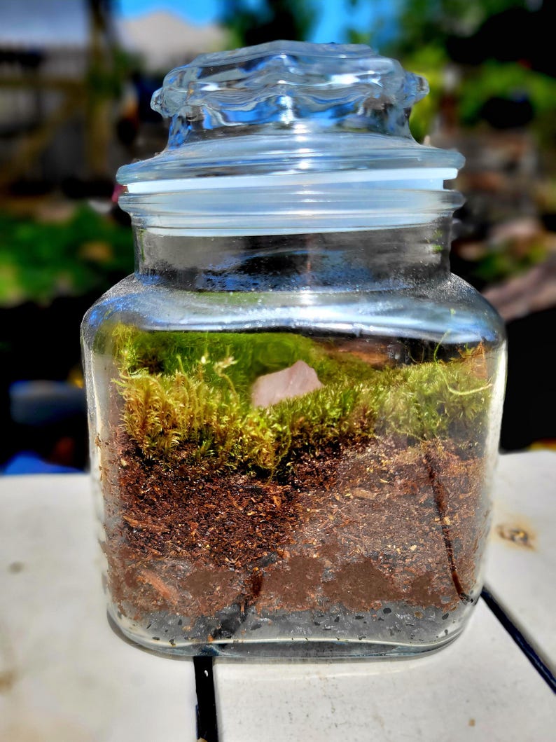 Beautiful Moss Jar With Raw Rose Quartz. Self Sustaining Terrarium. - Etsy