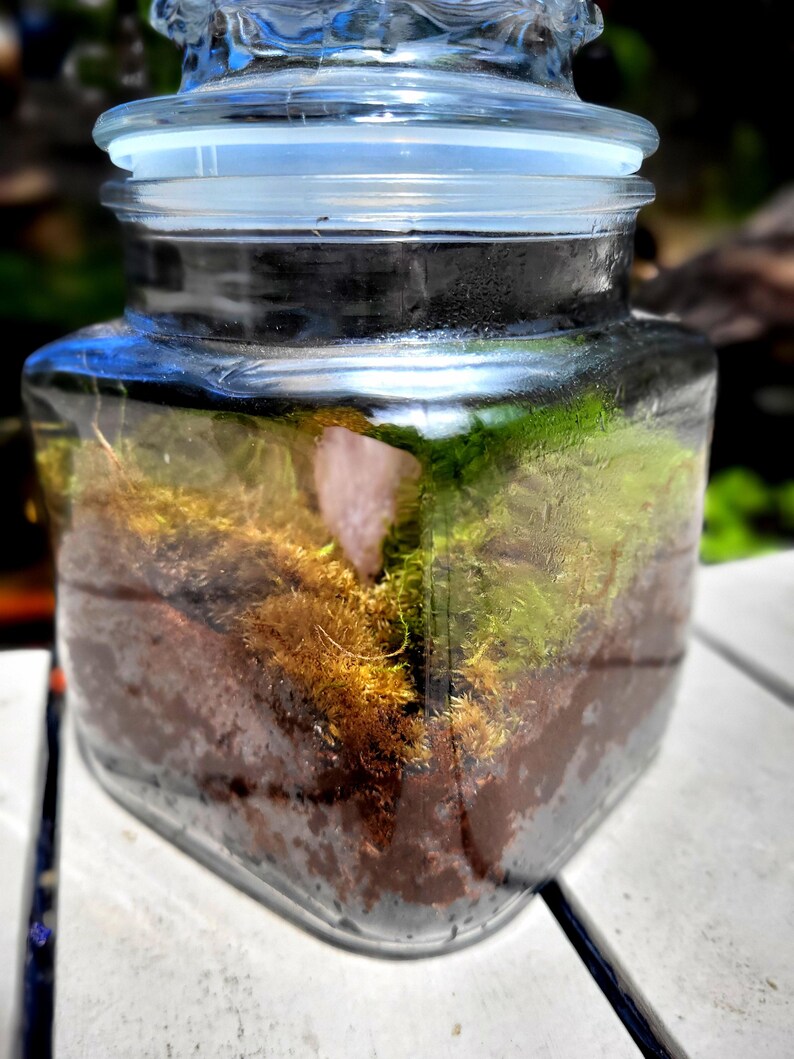 Beautiful Moss Jar With Raw Rose Quartz. Self Sustaining Terrarium. - Etsy