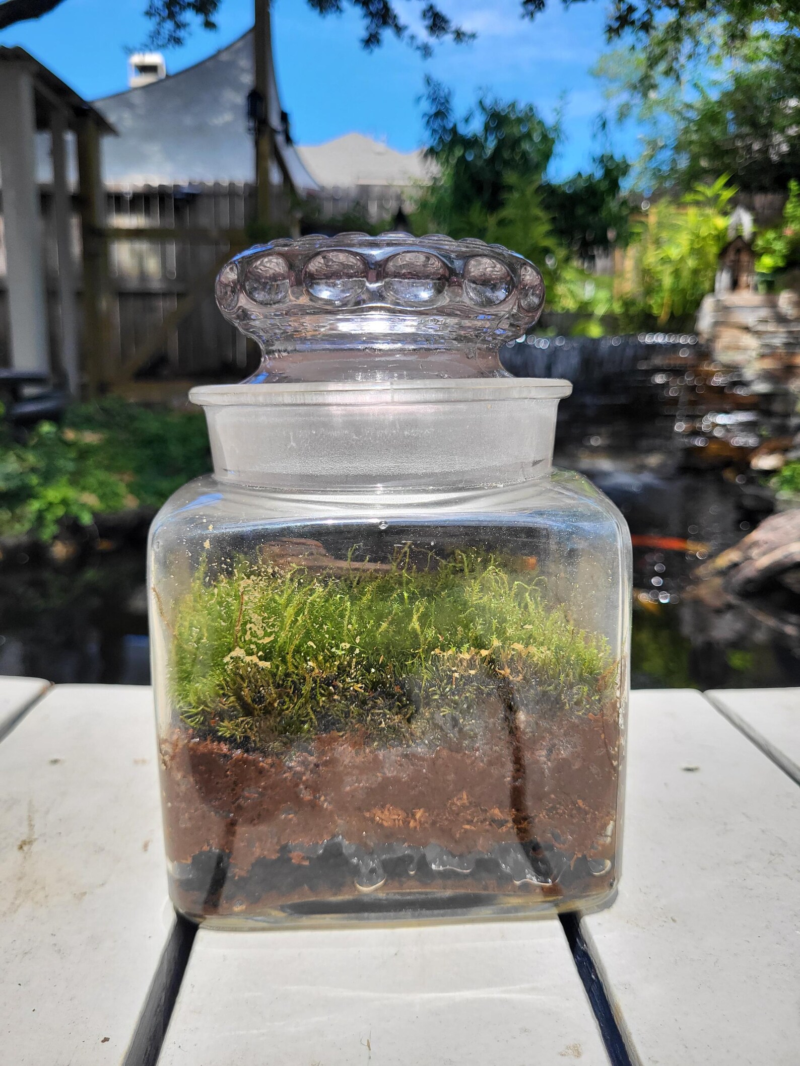 Beautiful Moss Jar With Petrified Wood. Self Sustaining Terrarium. - Etsy