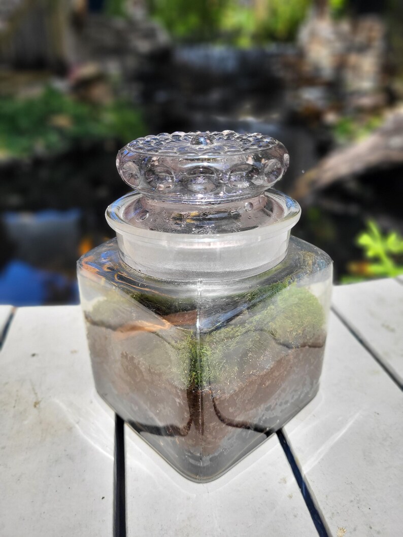 Beautiful Moss Jar With Petrified Wood. Self Sustaining Terrarium. - Etsy