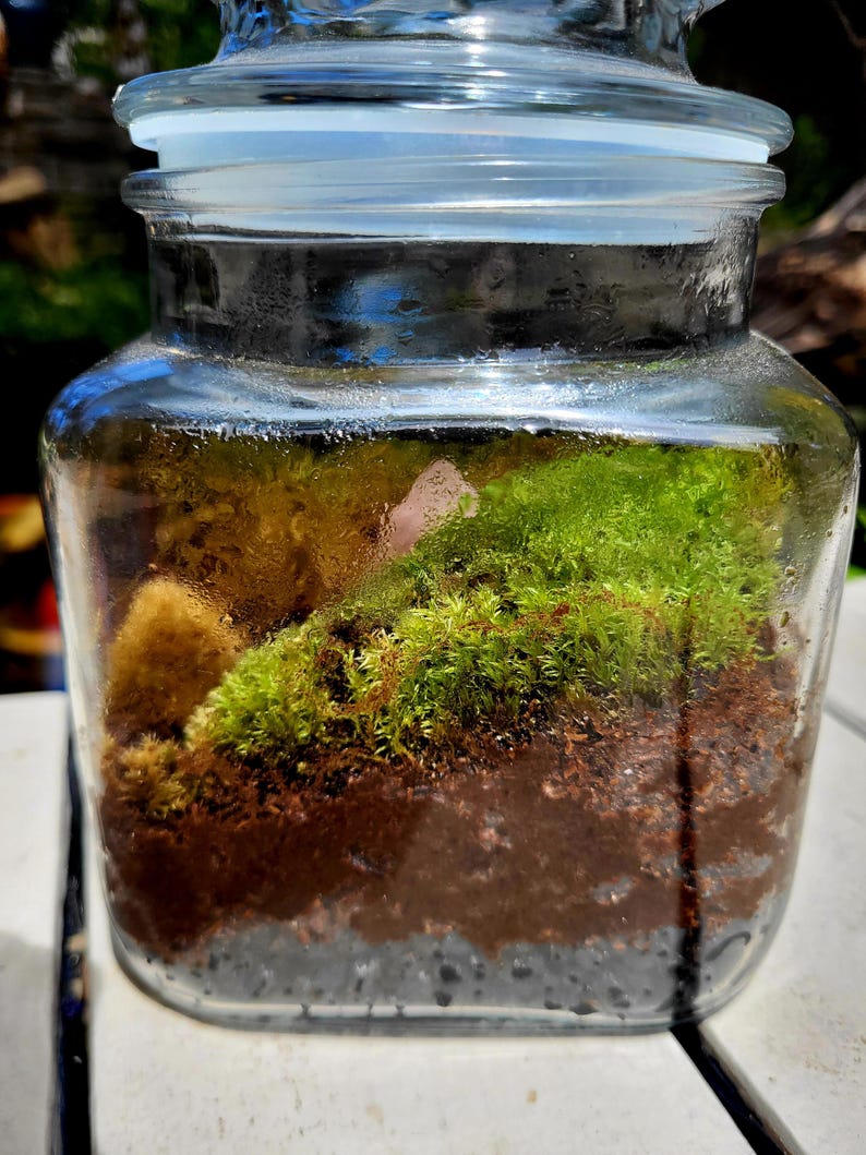 Beautiful Moss Jar With Raw Rose Quartz. Self Sustaining Terrarium. - Etsy