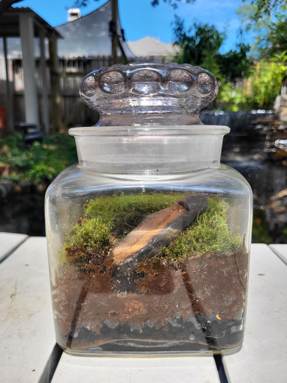 Beautiful Moss Jar With Petrified Wood. Self Sustaining Terrarium. - Etsy