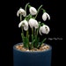 Crochet Snowdrop Flower Pattern – Early Spring Bloom Tutorial (PDF ...