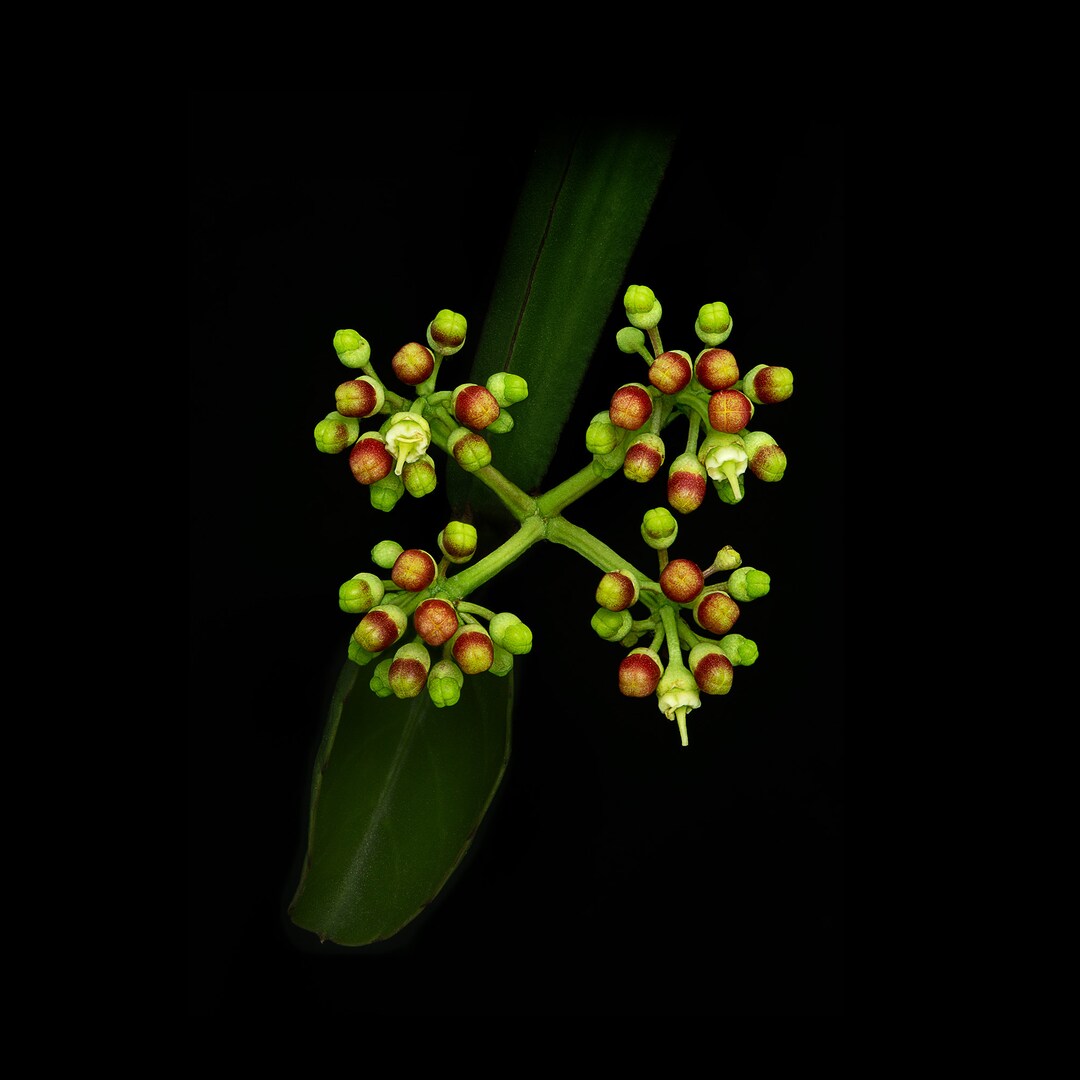 Veldt Grape Flower Fine Art Printable Photo for Home Decor, Cissus ...