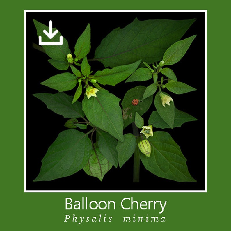 Balloon Cherry in Square Fine Art Botanical Printable Photo for Home ...