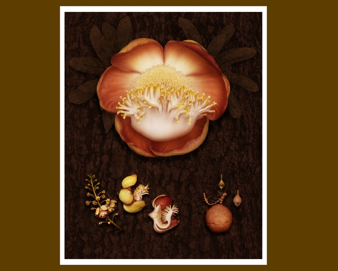 Cannonball Flower and the Transformation Fine Art Botanical Limited ...