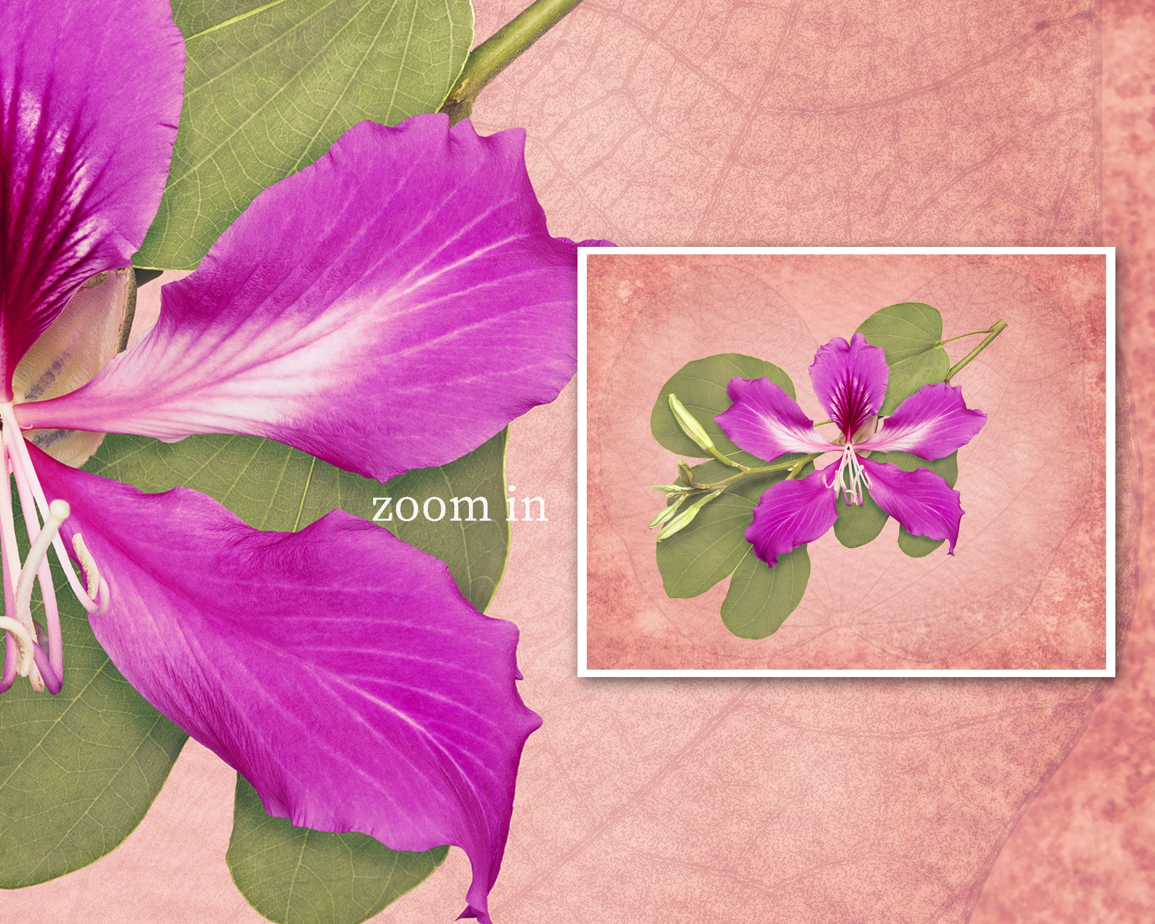Bauhinia Purpurea (B X Blakeana) Flower Fine Art Botanical Photo ...