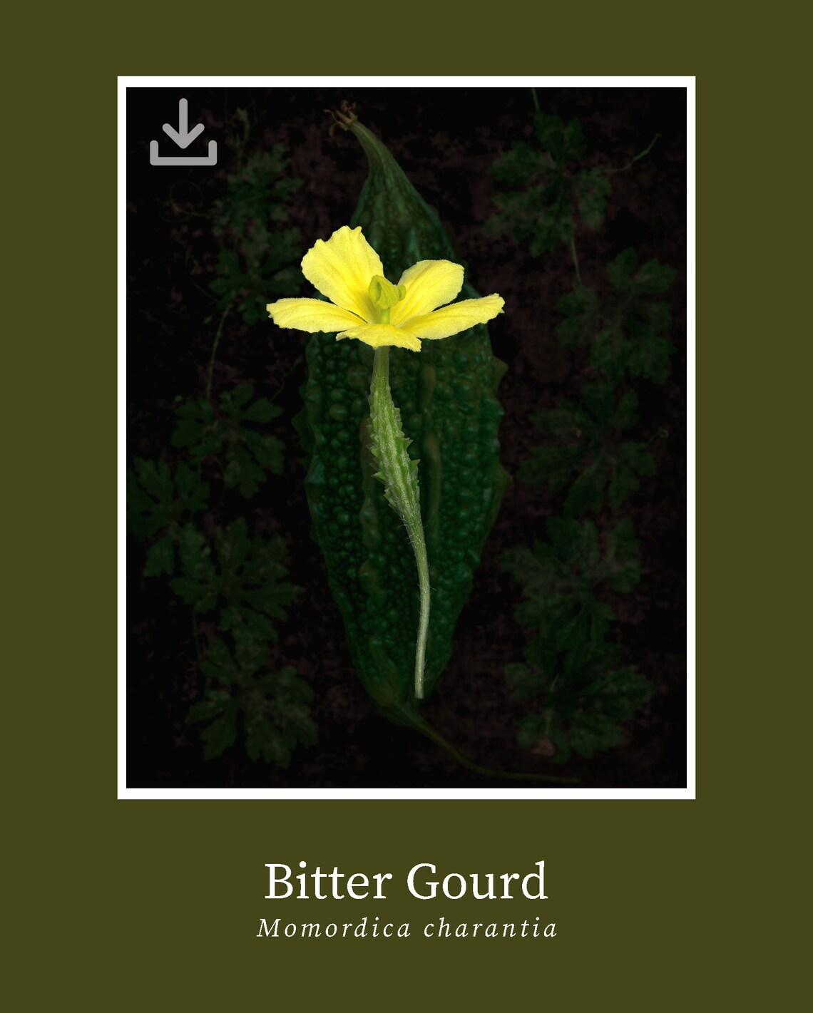 Bitter Gourd Flower Fine Art Botanical Printable Photo for Home Decor ...