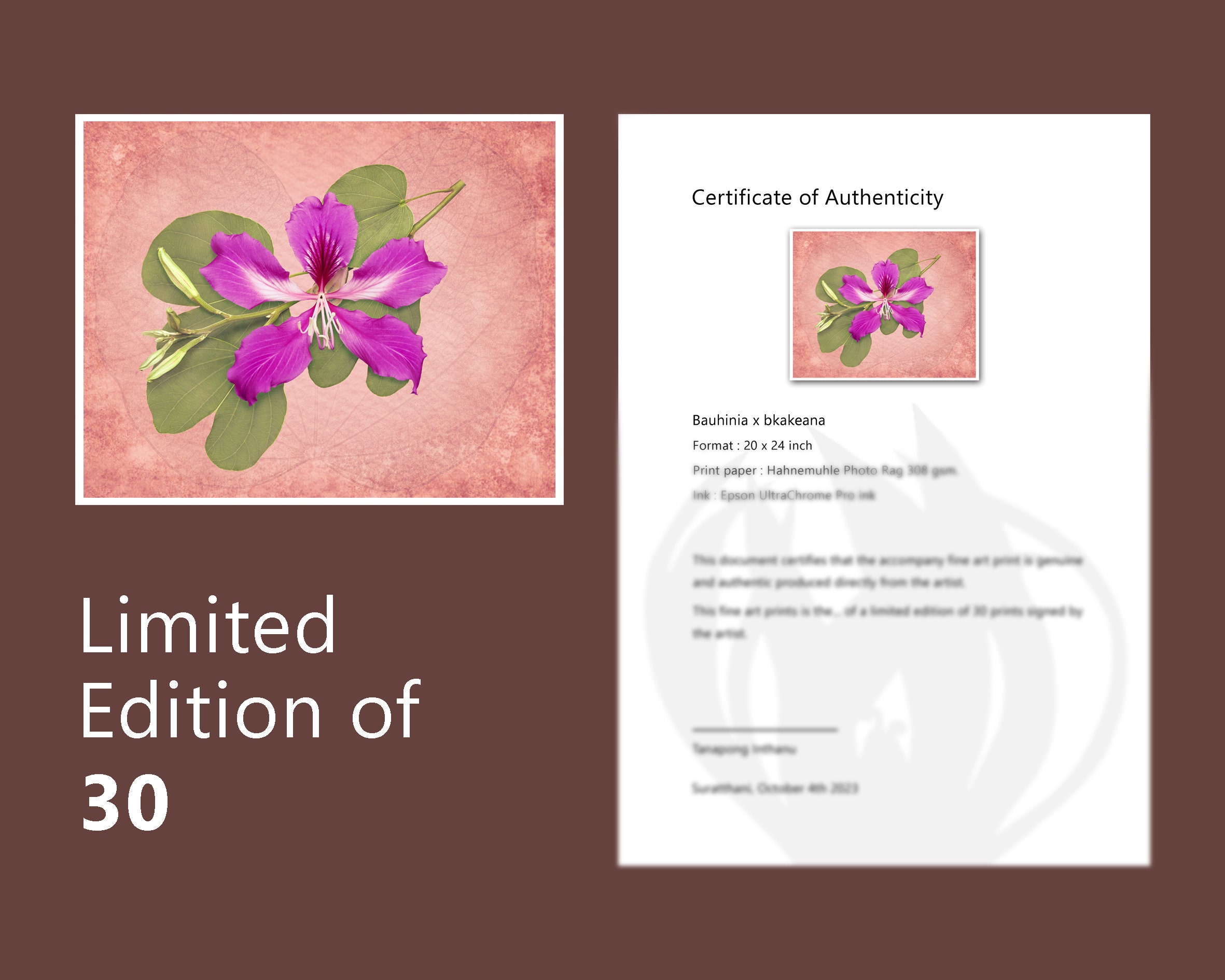 Bauhinia Purpurea (B X Blakeana) Flower Fine Art Botanical Photo ...