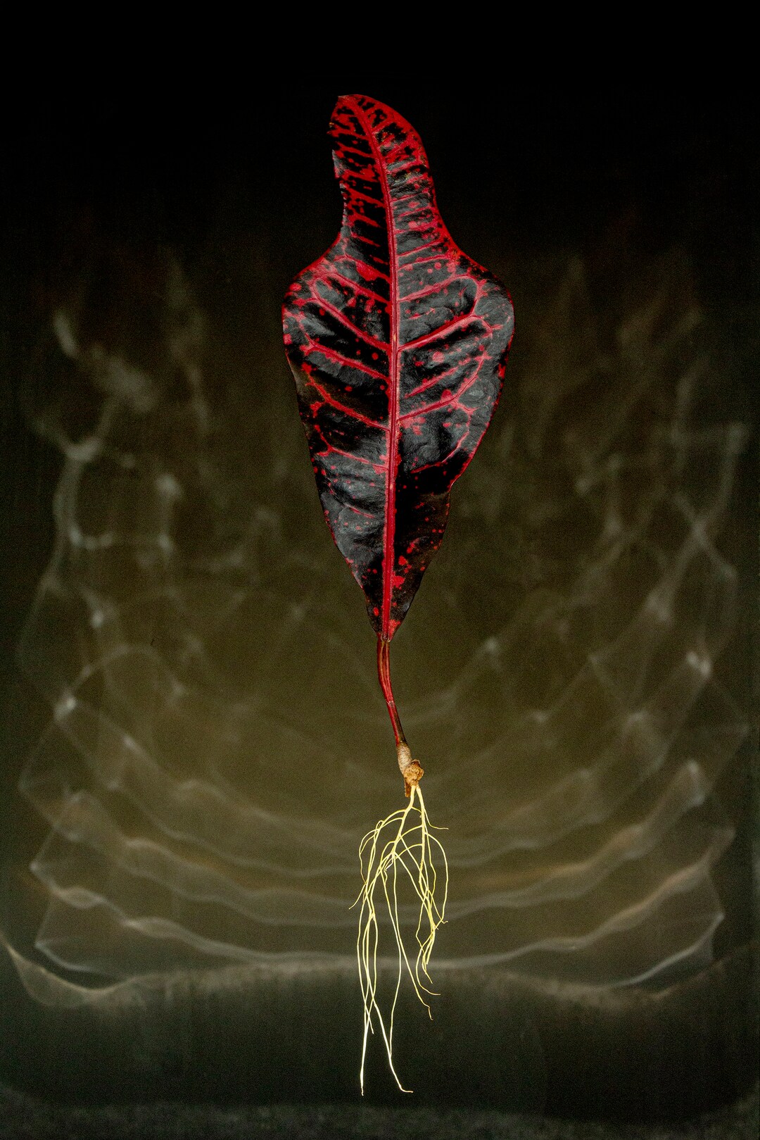 Leaf With Roots Fine Art Botanical Limited Edition Photo for Home Decor ...