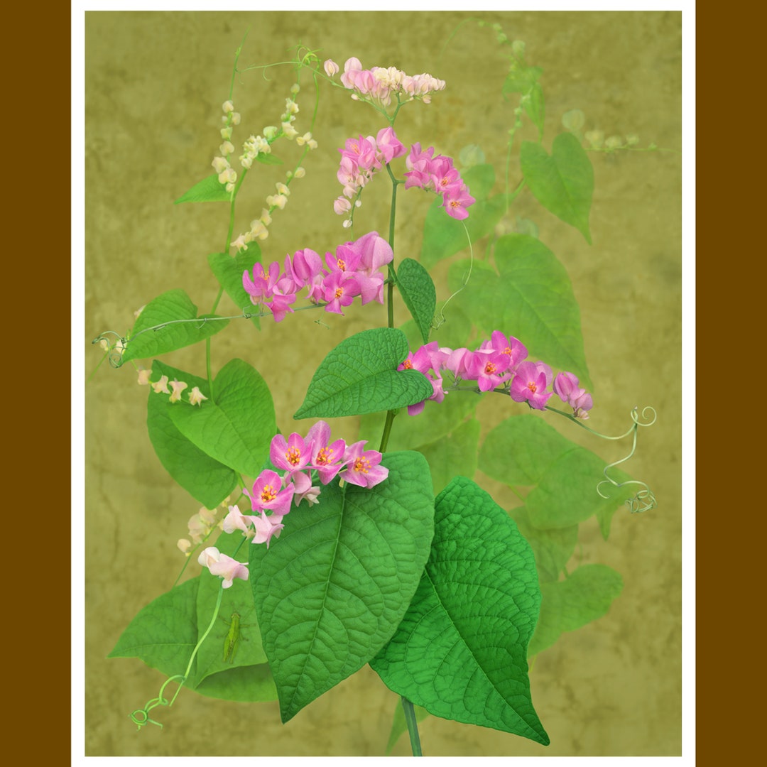 Coral Vine Flower Fine Art Botanical Limited Edition Photo for Home ...