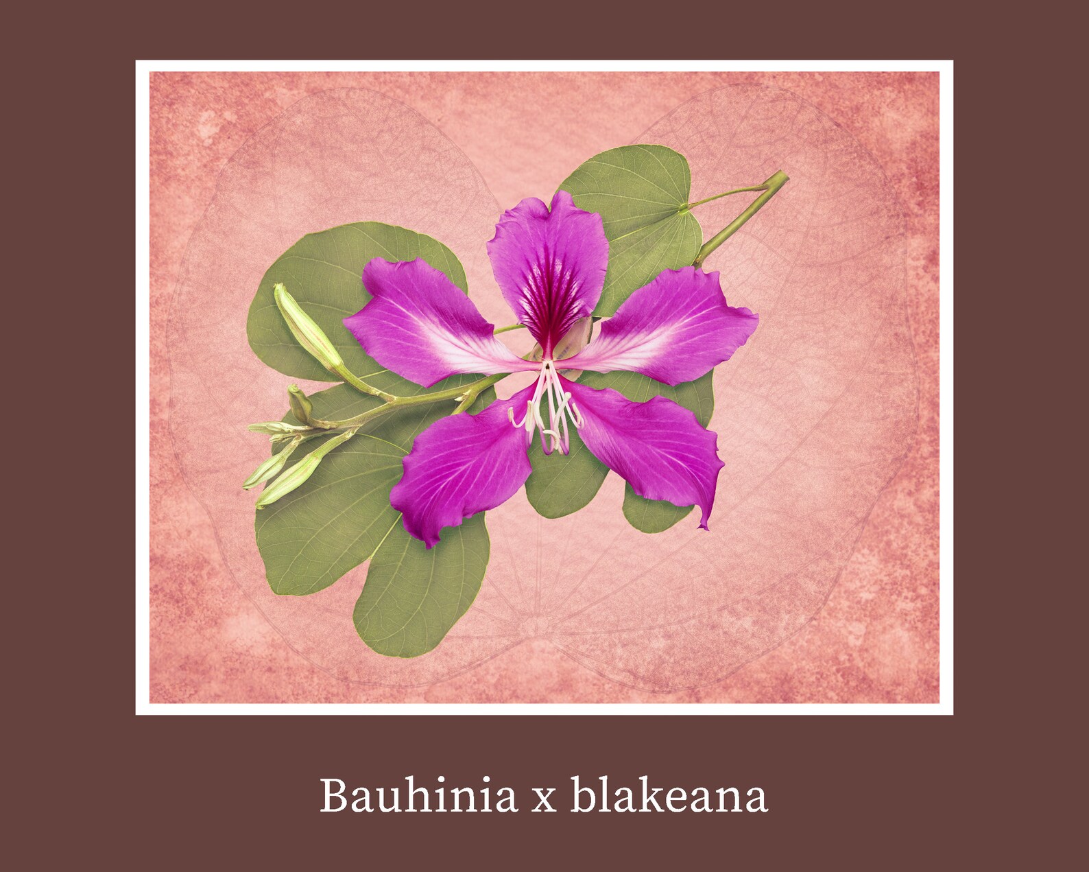 Bauhinia Purpurea (B X Blakeana) Flower Fine Art Botanical Photo ...
