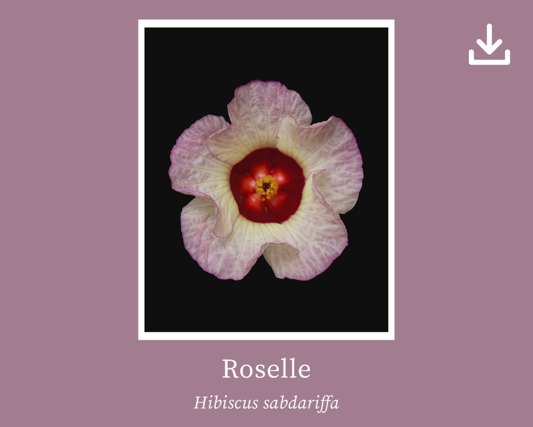 Roselle Flower Fine Art Botanical Printable Photo for Home Decor ...