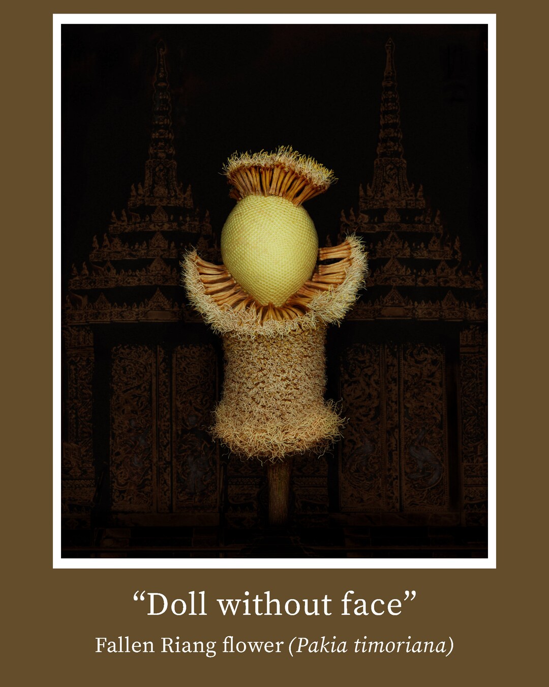 Fallen Riang Flower "doll Without Face" Fine Art Botanical Limited ...