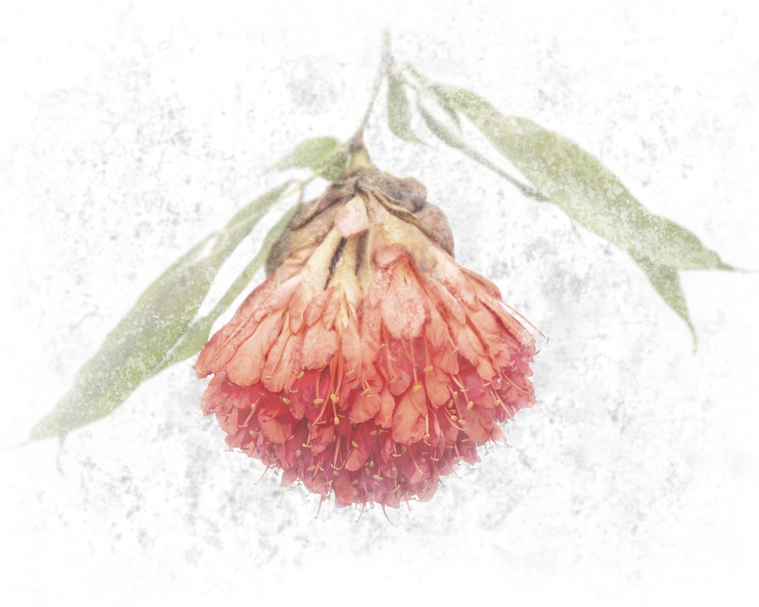 High Key Photo of Rose of Venezuela Flower Fine Art Botanical Limited ...