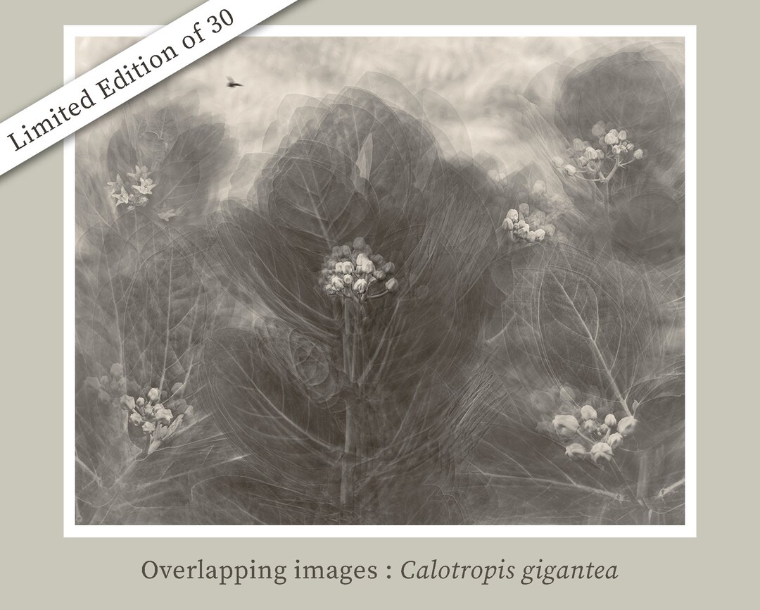 Overlapping Images of Crown Flower Fine Art Botanical Limited Edition ...