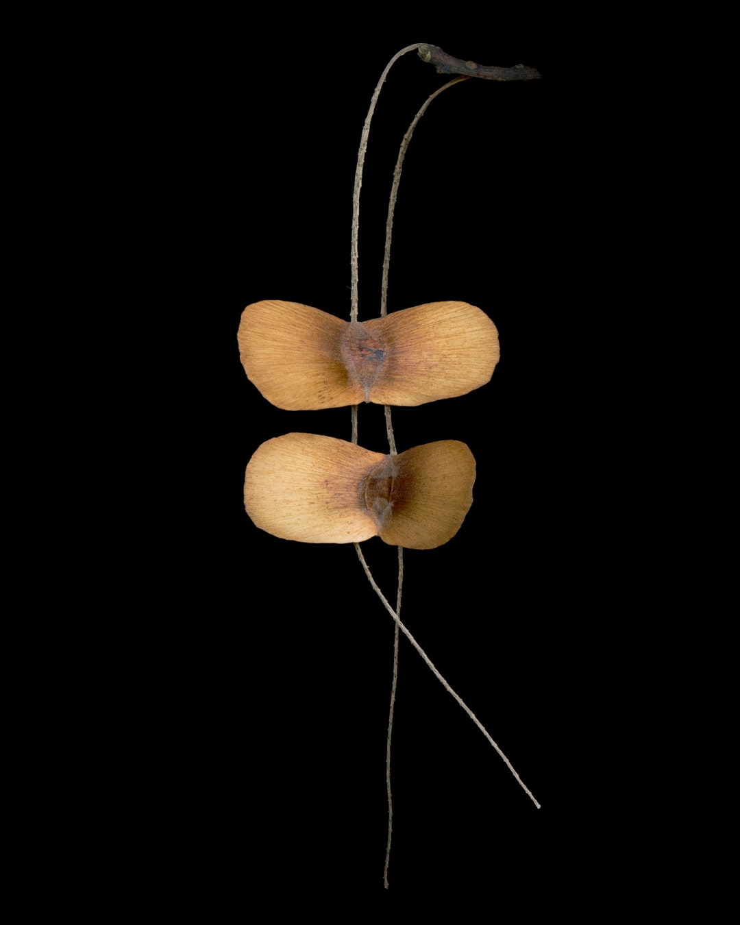 Flying Seeds terminalia Clamansanai Seeds Fine Art Printable Photo for ...