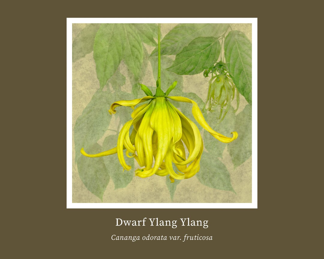 Dwarf Ylang Ylang Flower Fine Art Botanical Limited Edition Archival ...