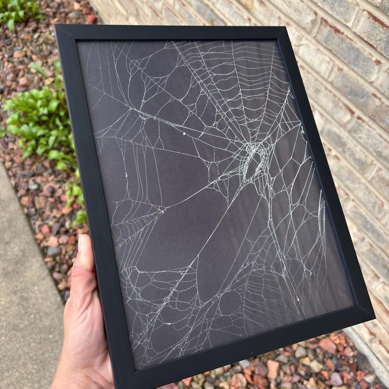 Real Orb Weaver Spider Web – Preserved & Framed Nature Art 9/17/25 - Etsy