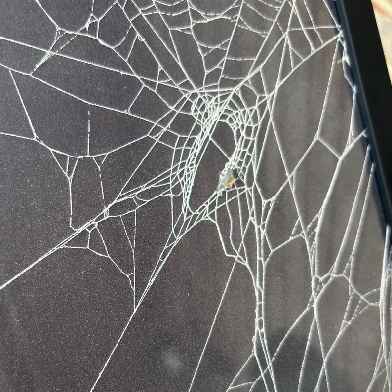 Real Orb Weaver Spider Web – Preserved & Framed Nature Art 9/17/25 - Etsy