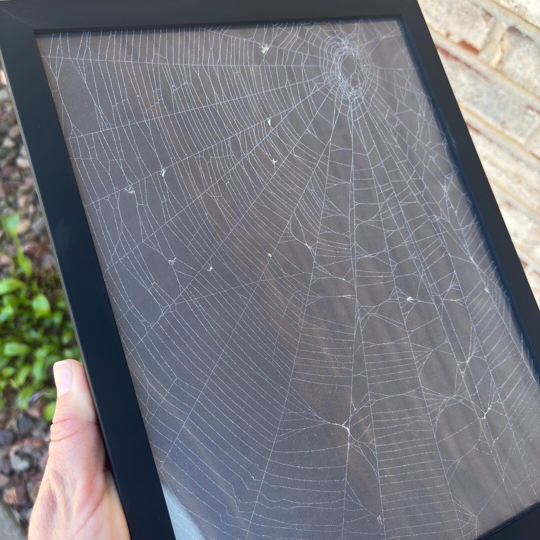 Real Orb Weaver Spider Web – Preserved & Framed Nature Art 9/2/2025 - Etsy