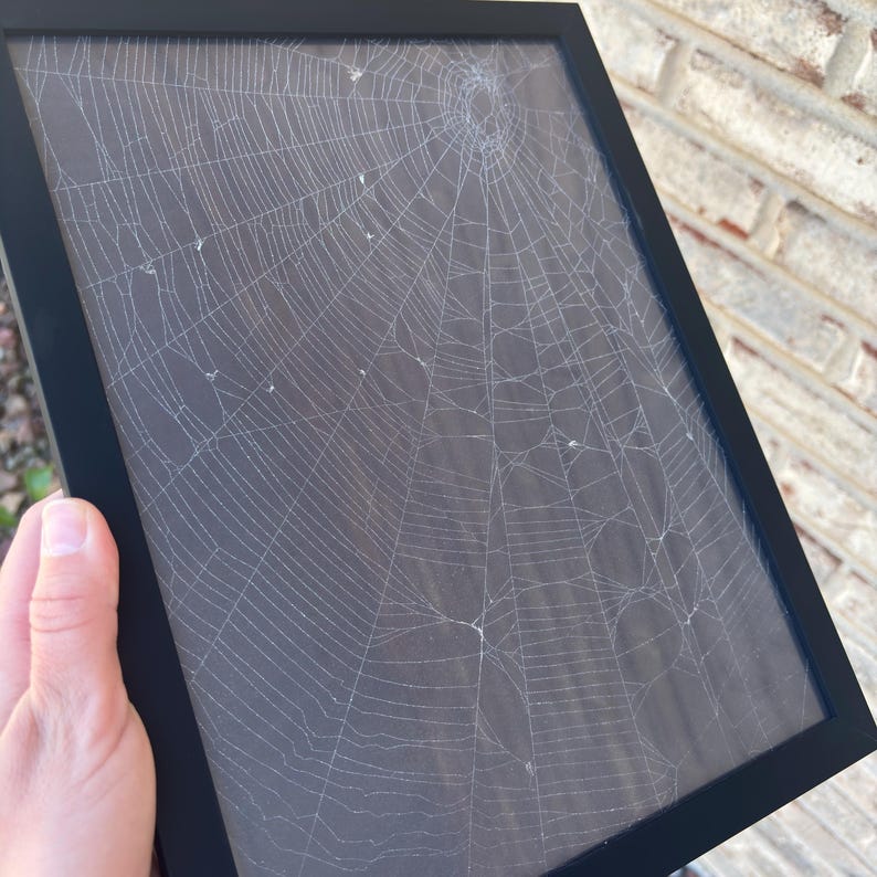 Real Orb Weaver Spider Web – Preserved & Framed Nature Art 9/2/2025 - Etsy