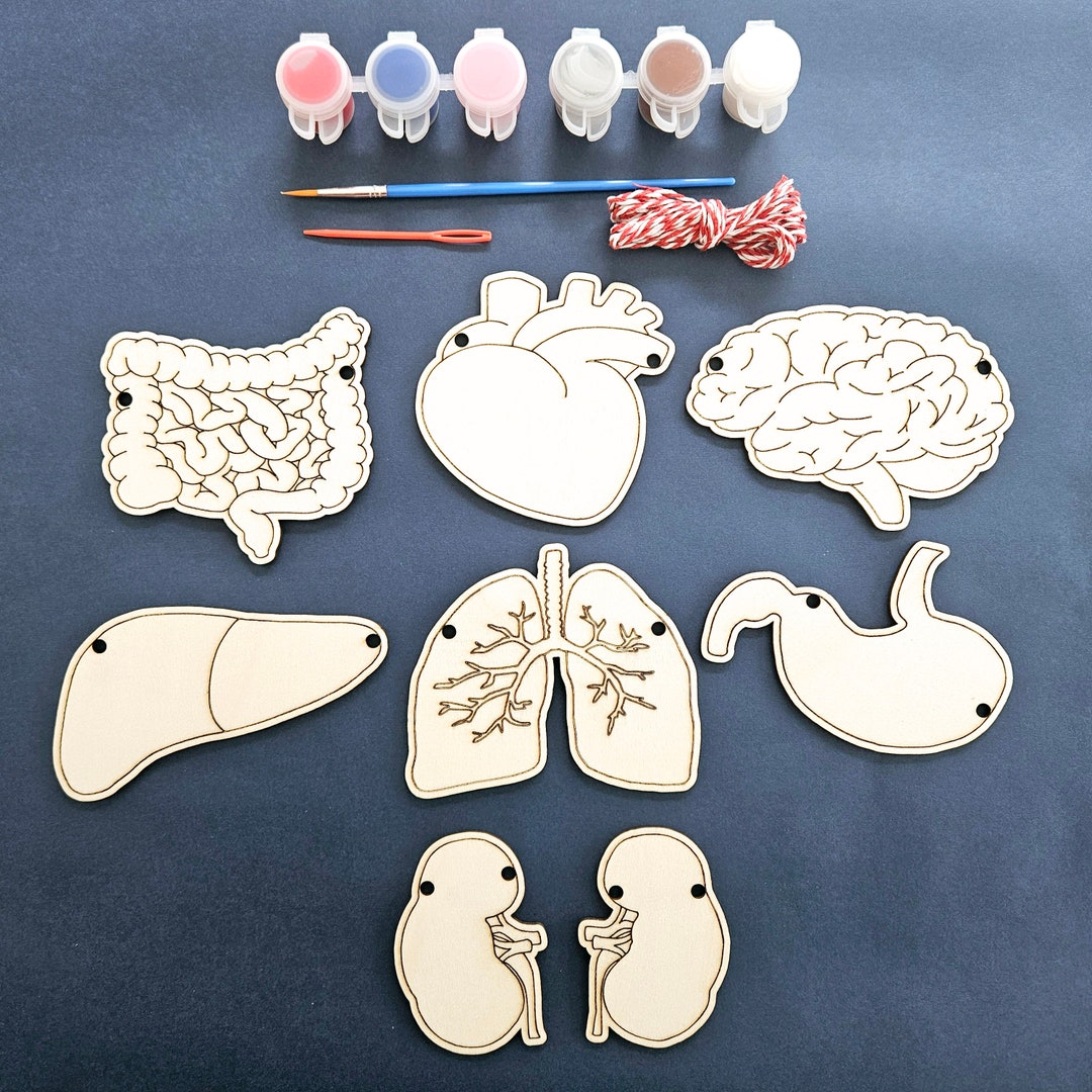 DIY Human Organs Educational Wood Garland Craft (hand Drawn)- Paint and ...