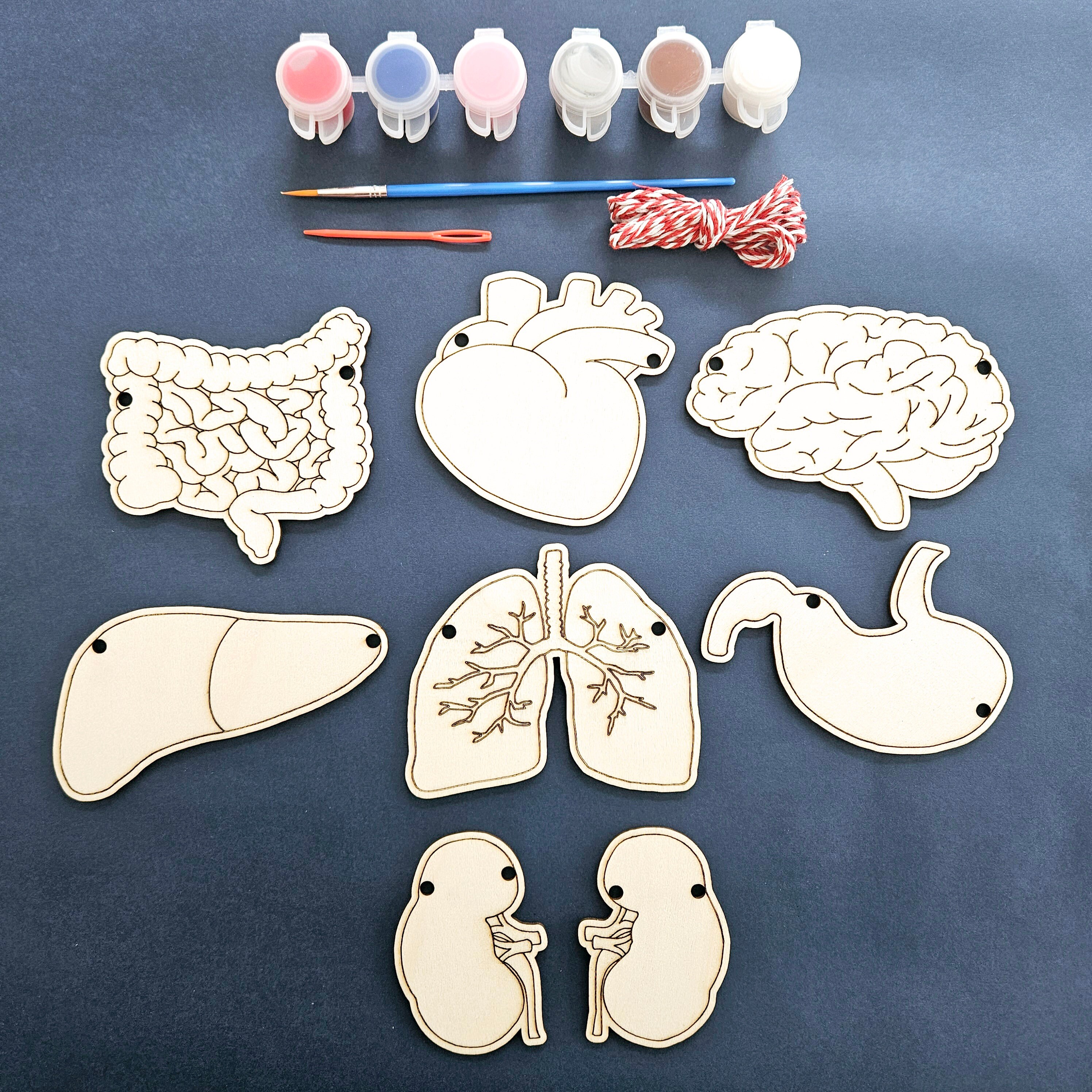 DIY Human Organs Educational Wood Garland Craft hand Drawn Paint and ...